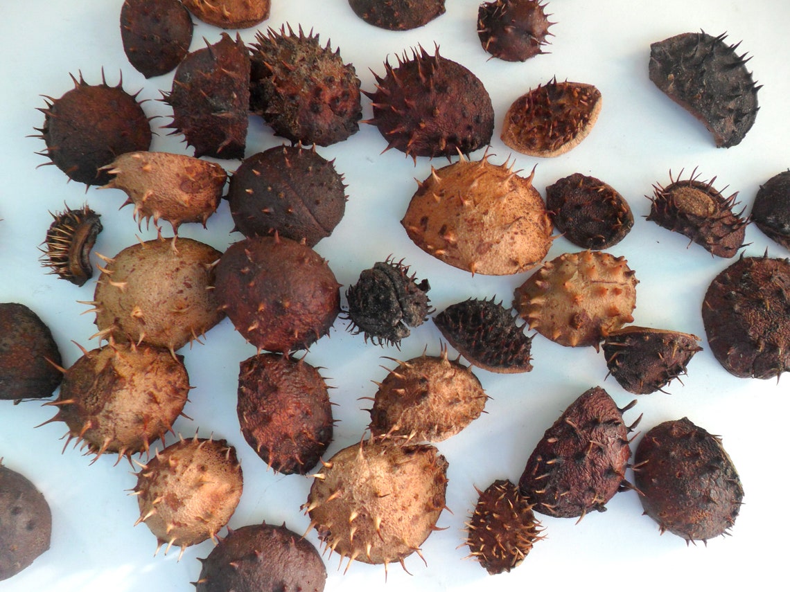 80 Peel Horse Chestnut Natural Materials Dried Chestnut for - Etsy