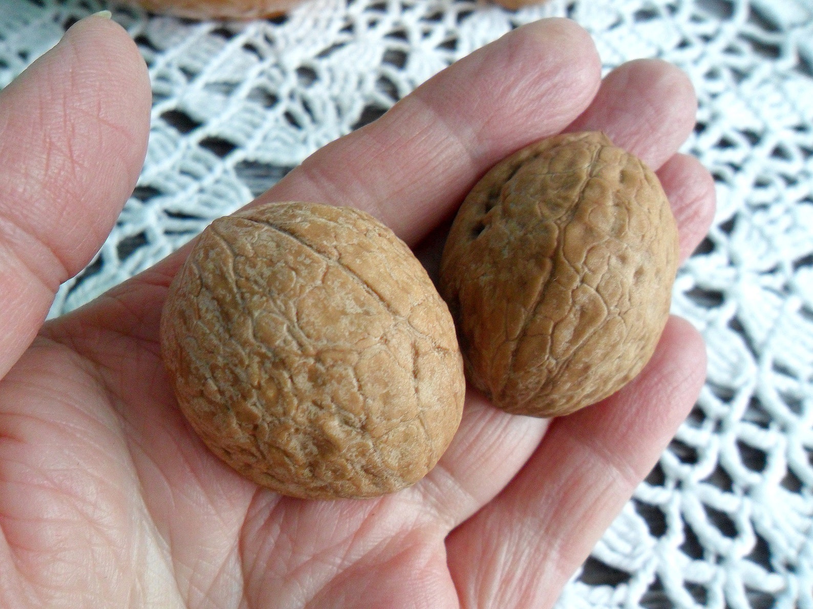 Set of 50 Walnut Shell Halves Round Organic Natural Ornament - Etsy