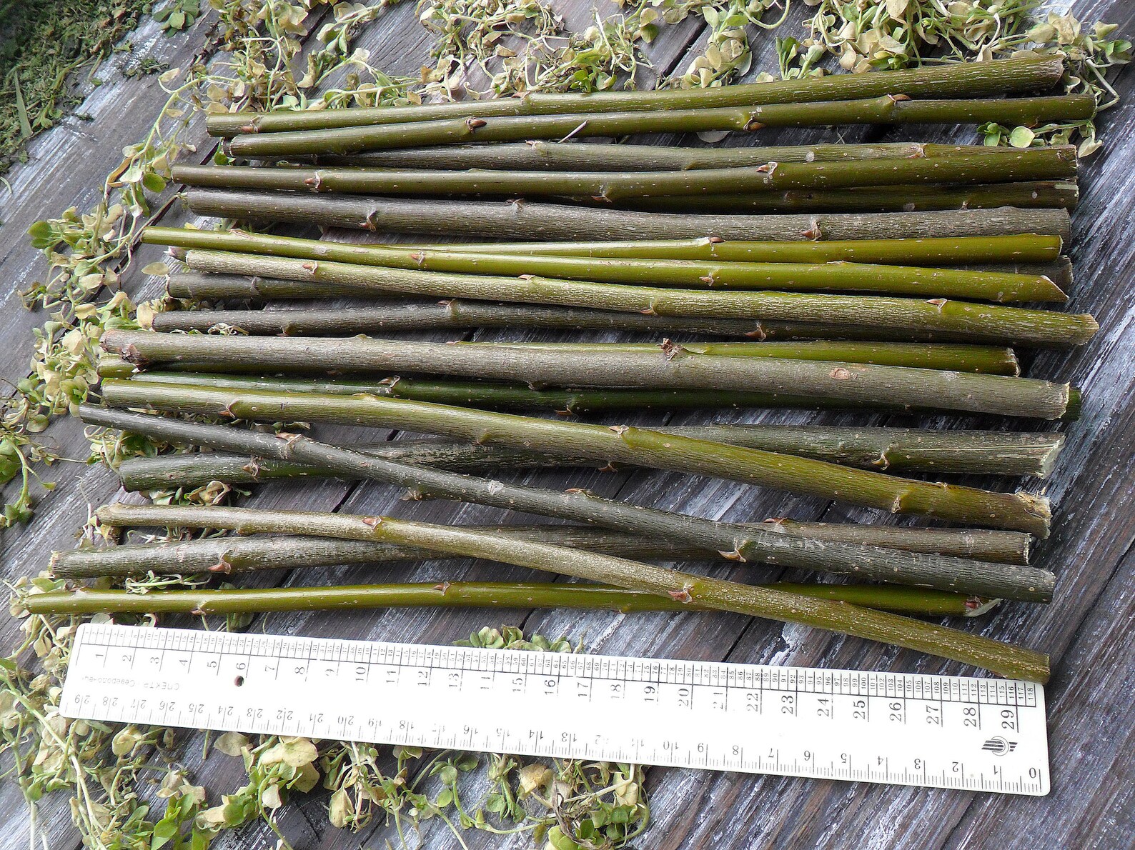 Willow Sticks Set of 20 Pcs 12 Long Dry Branches - Etsy
