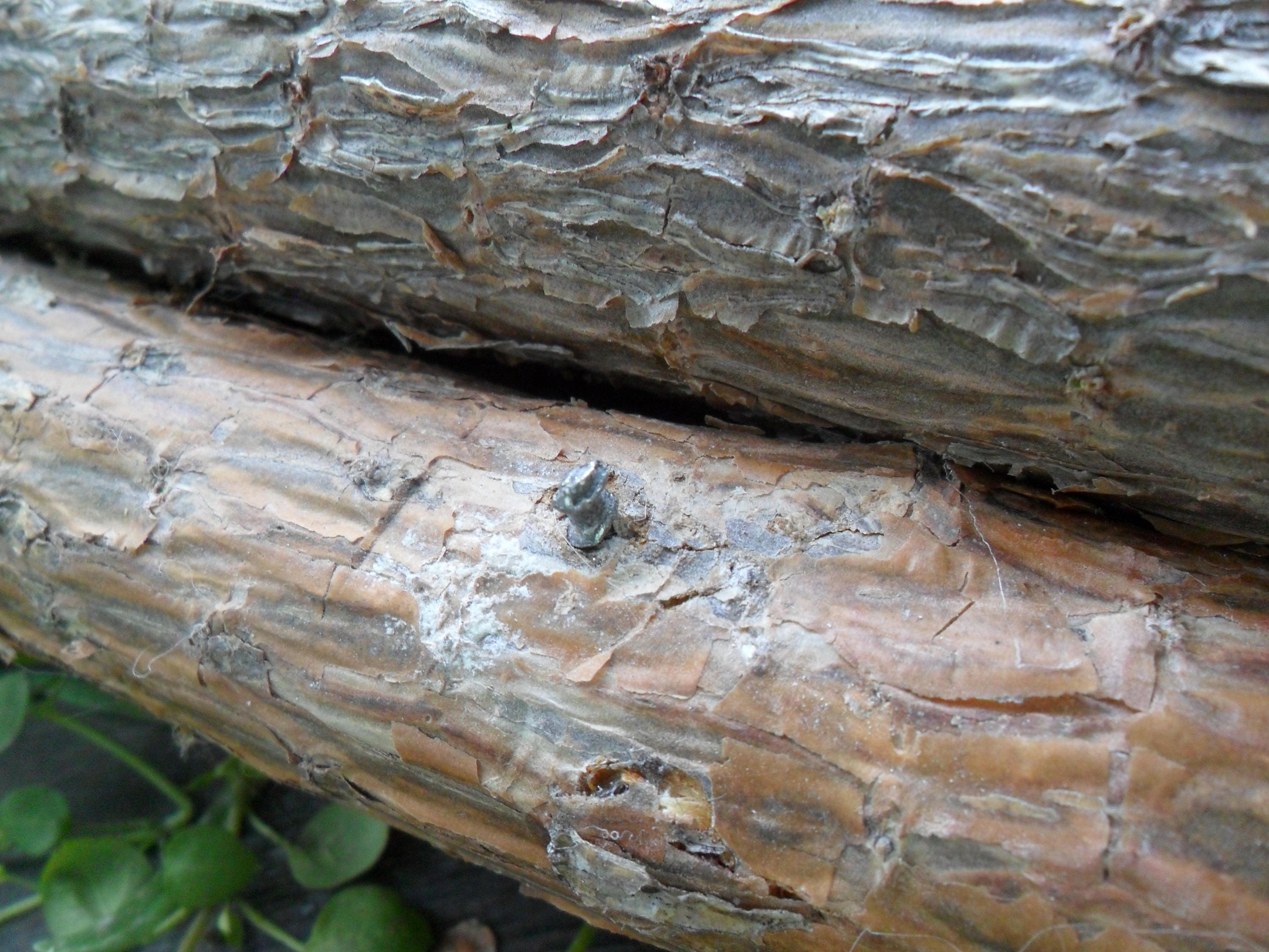 Set of 3 Pine Logs 31.50 Long Wood Product Forest Craft | Etsy
