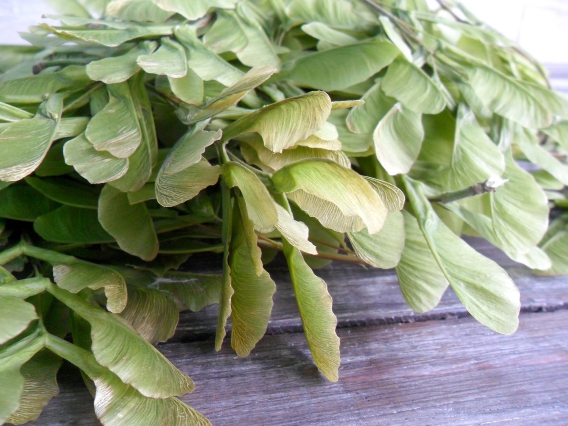 Maple's Seeds in Bunches Flying Seeds Polynoses Floral | Etsy