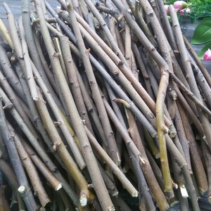 Wood Sticks Set of 20 Pcs 12" Long Branch Bundle Rustic Wedding Table ...