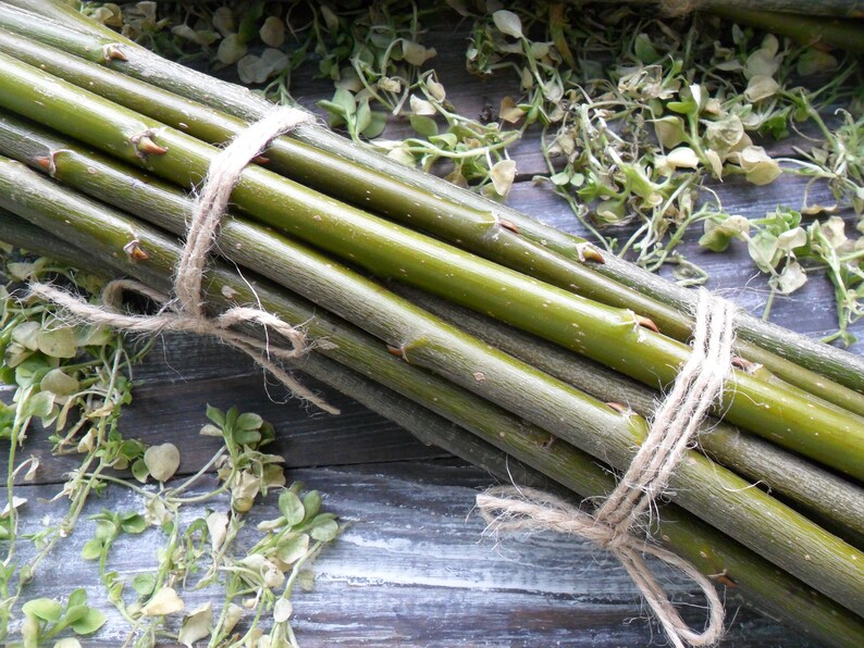 Willow Sticks Set of 20 Pcs 12 Long Dry Branches - Etsy