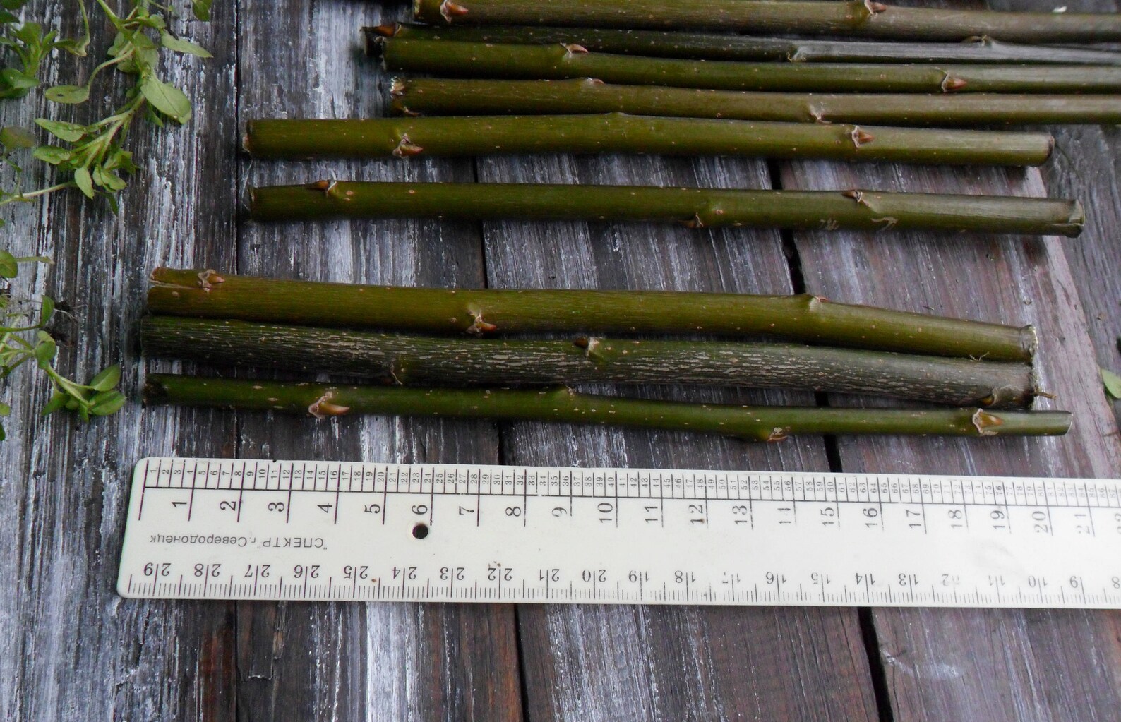 Willow Bundle of 25 Material for Needlework Dry Branches Wood | Etsy UK