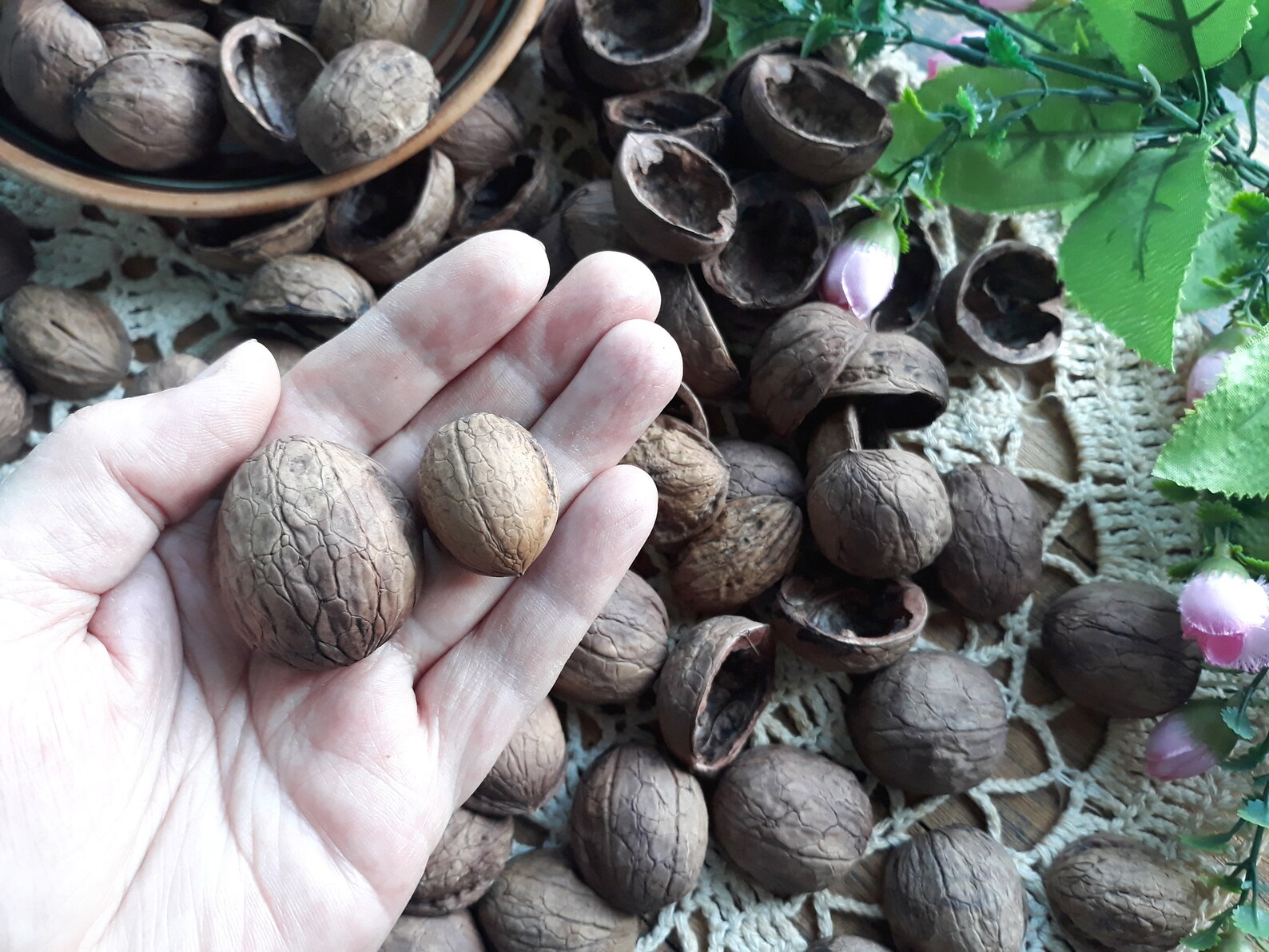 Set of 50 Walnut Shell Halves Round Organic Natural Ornament - Etsy