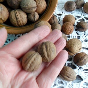 Small Walnuts for Crafts Whole Walnut Rustic Home Decor Natural ...