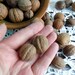 Small Walnuts for Crafts Whole Walnut Rustic Home Decor - Etsy