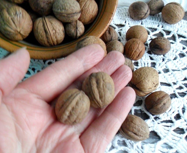 Small walnuts for crafts Whole walnut Rustic home decor | Etsy