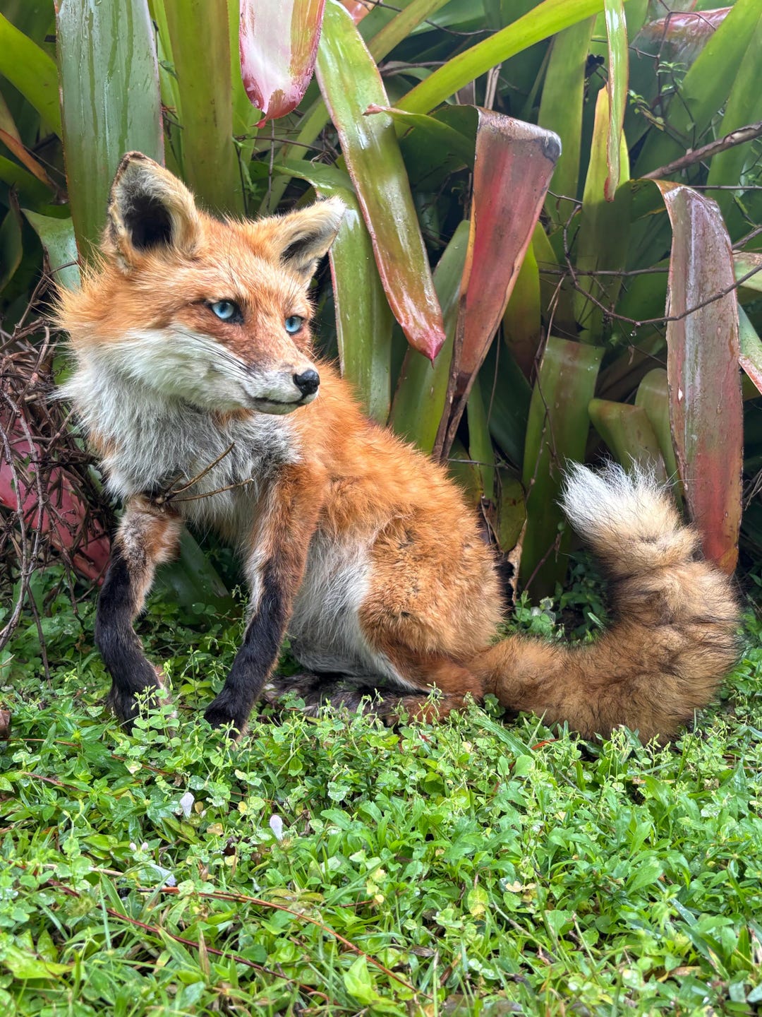 Red Fox Soft Mount Fully Posable - Etsy