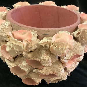 Large Shell Planter-plant Pot-flowerpot-vase-bowl/spiny Murex - Etsy