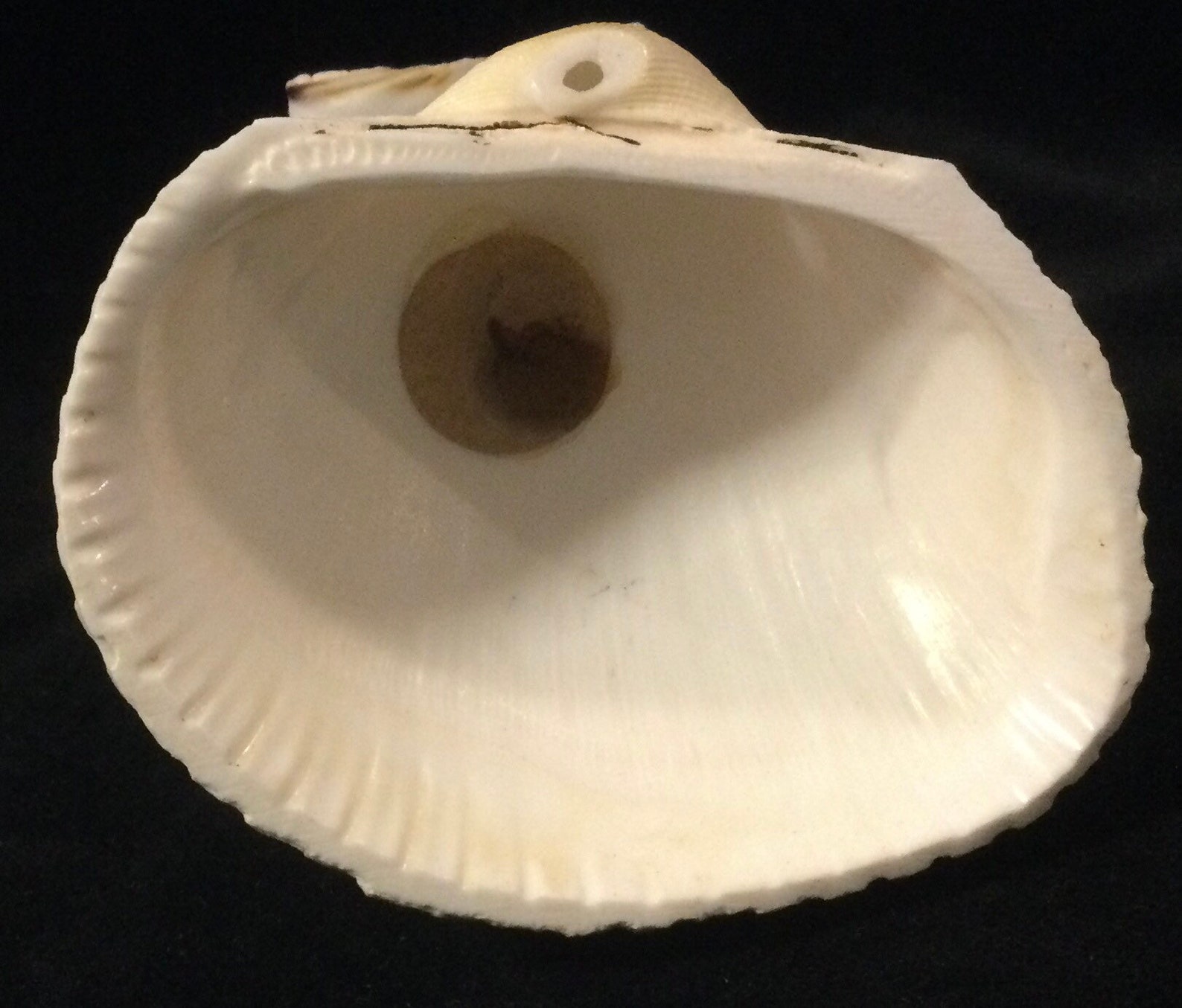 Seashell Doll Figurine-knick Knack Souvenir/shell Art/music-musical ...