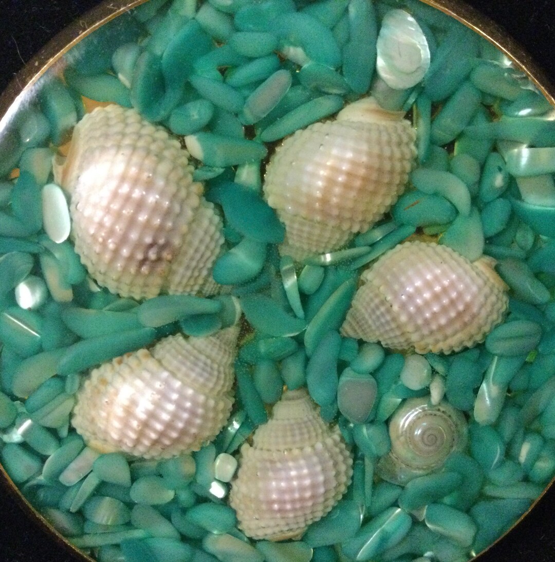 1970s Shell Belt Buckle/seashells & Turquoise Stone Chips/acrylic Resin ...