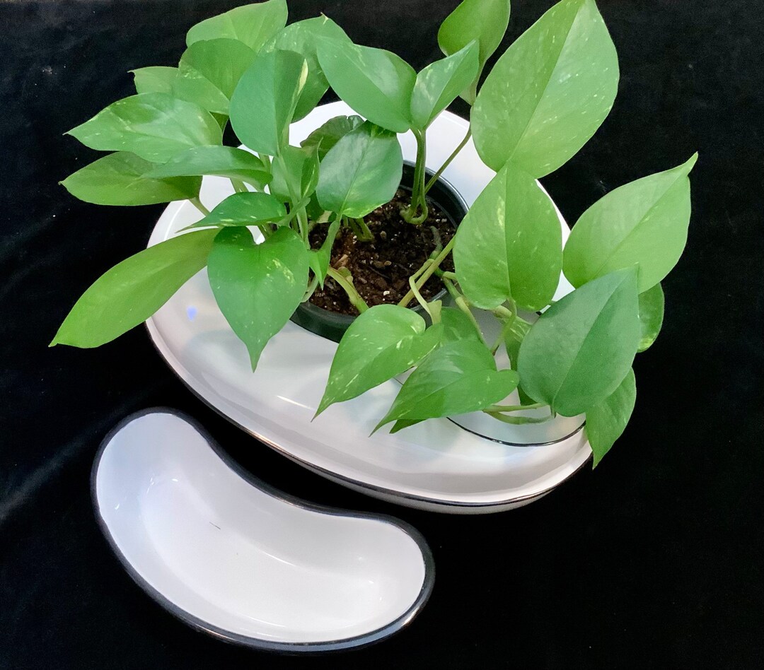 Enamelware Hospital Bedpan & Medical Basin Spittoon Hospital Supply ...