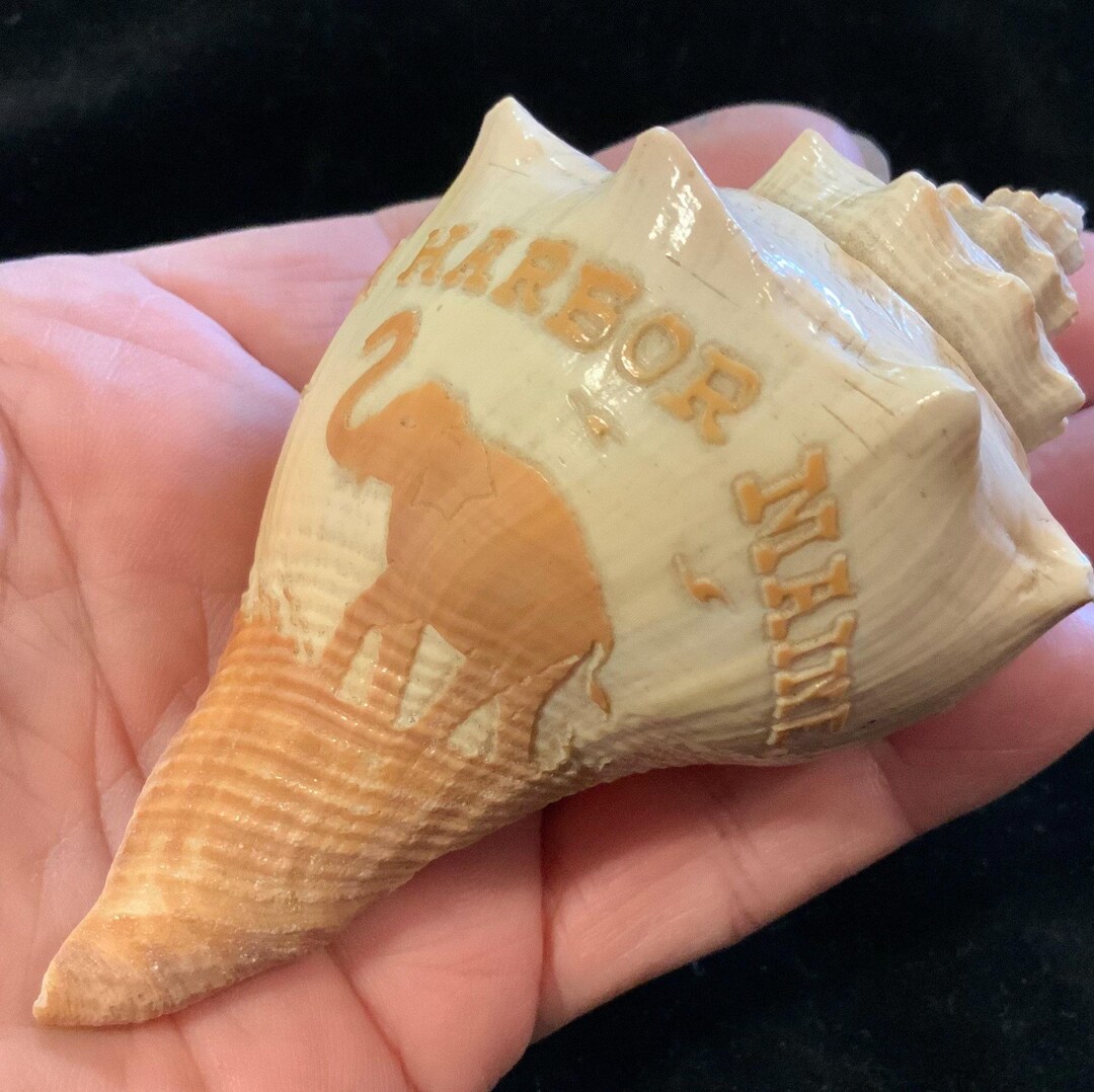 Bar Harbor Maine Souvenir Conch Shell Art /carved/usa State Memorabilia ...
