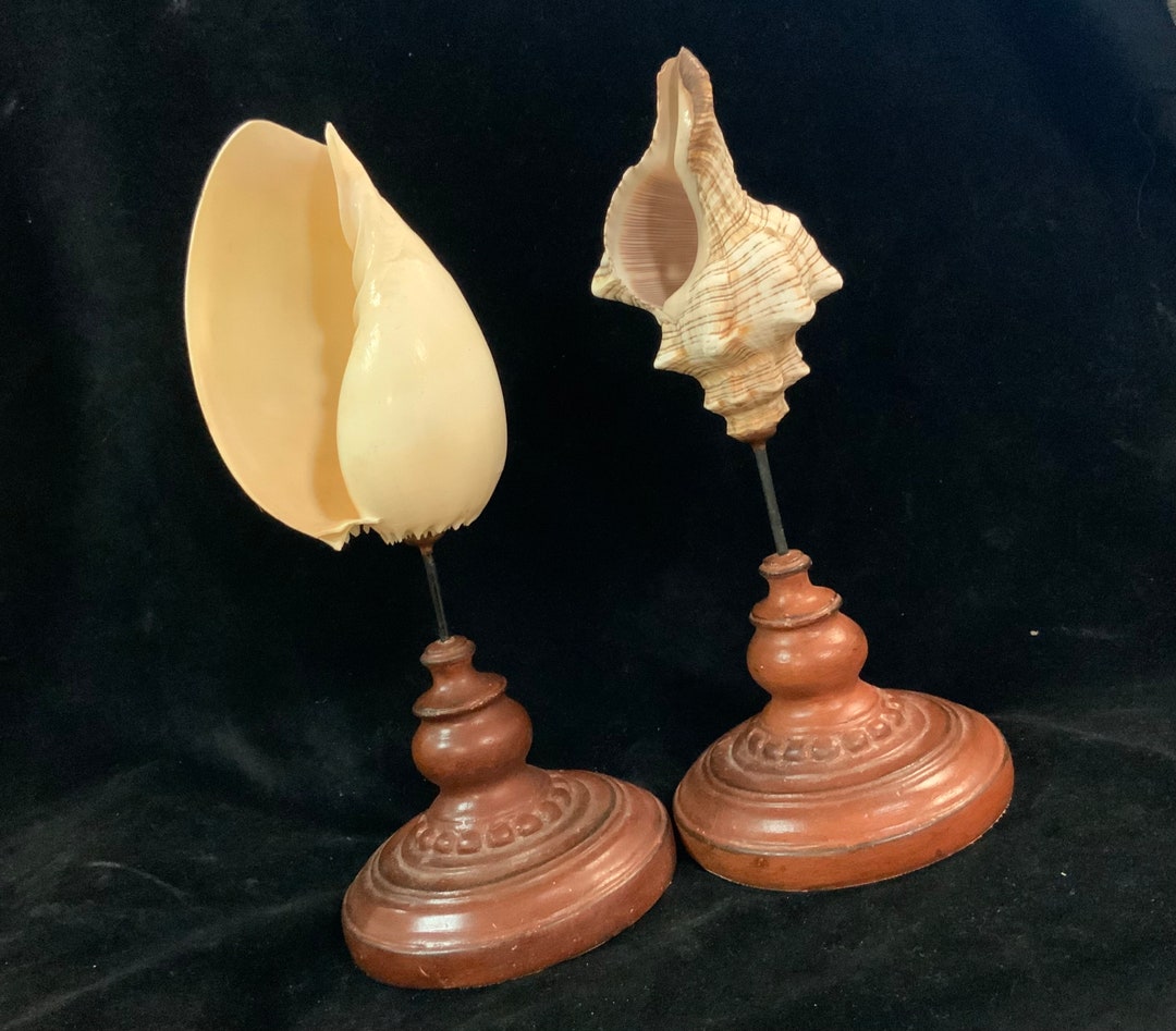 Shell Specimen Pedestal Stand/genuine Seashell/striped Fox Conch+melon ...