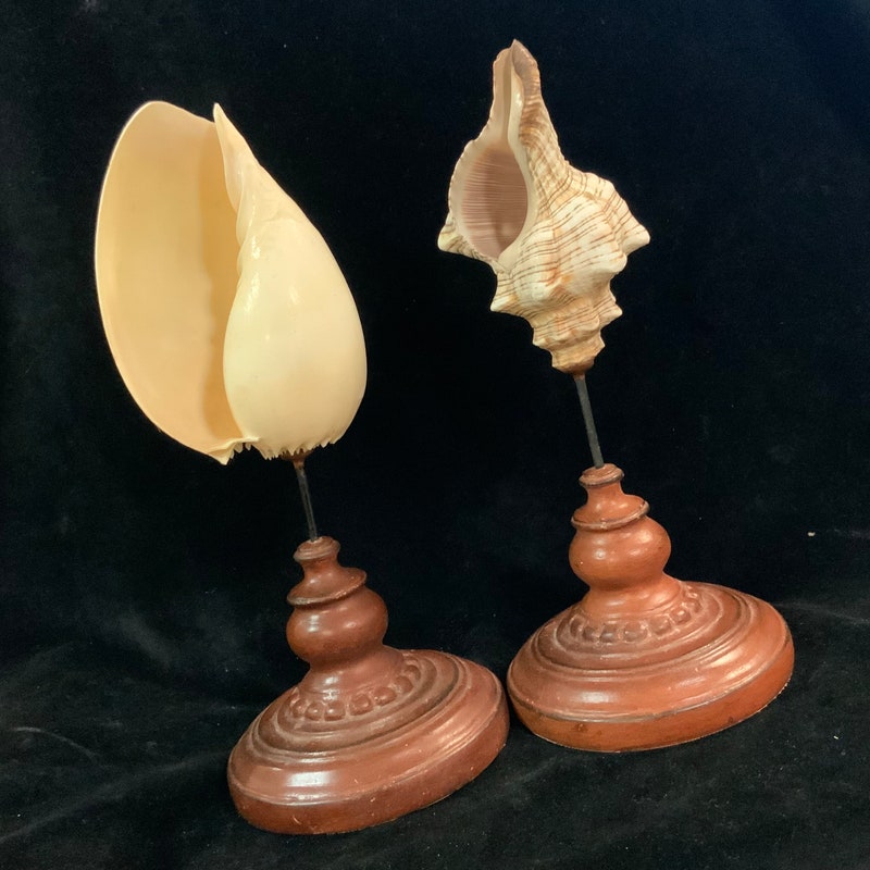 Sea Shell Display - Etsy