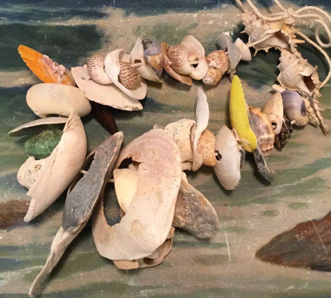Loose Shell Pieces W/holes/genuine Seashell Specimens/natural Ocean ...