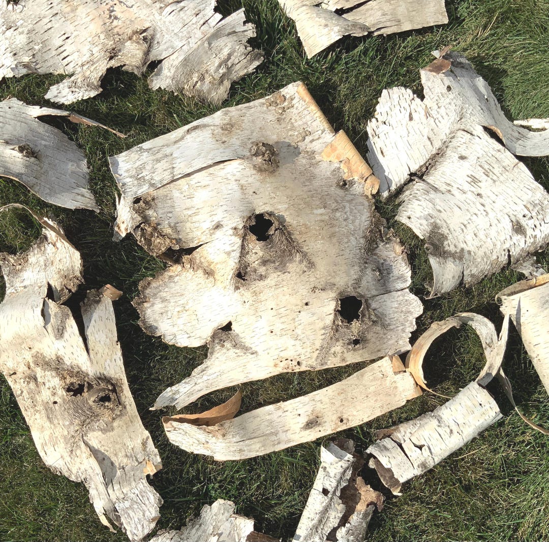 Birch Bark Pieces-sheets/white Birch Tree Bark/new England Natural ...