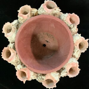 Large Shell Planter-plant Pot-flowerpot-vase-bowl/spiny Murex - Etsy