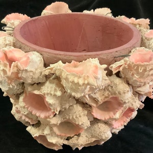 Large Shell Planter-plant Pot-flowerpot-vase-bowl/spiny Murex - Etsy