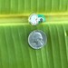 No1224 Natural Tennessee River Pearl and Australian Blue Sapphire in a ...