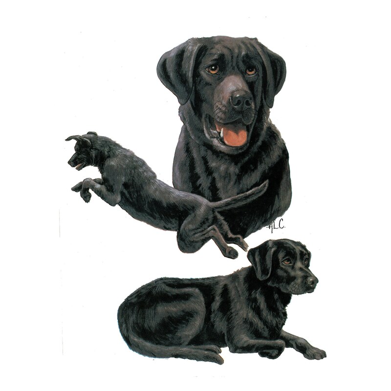 Lab Quilt Panel - Etsy