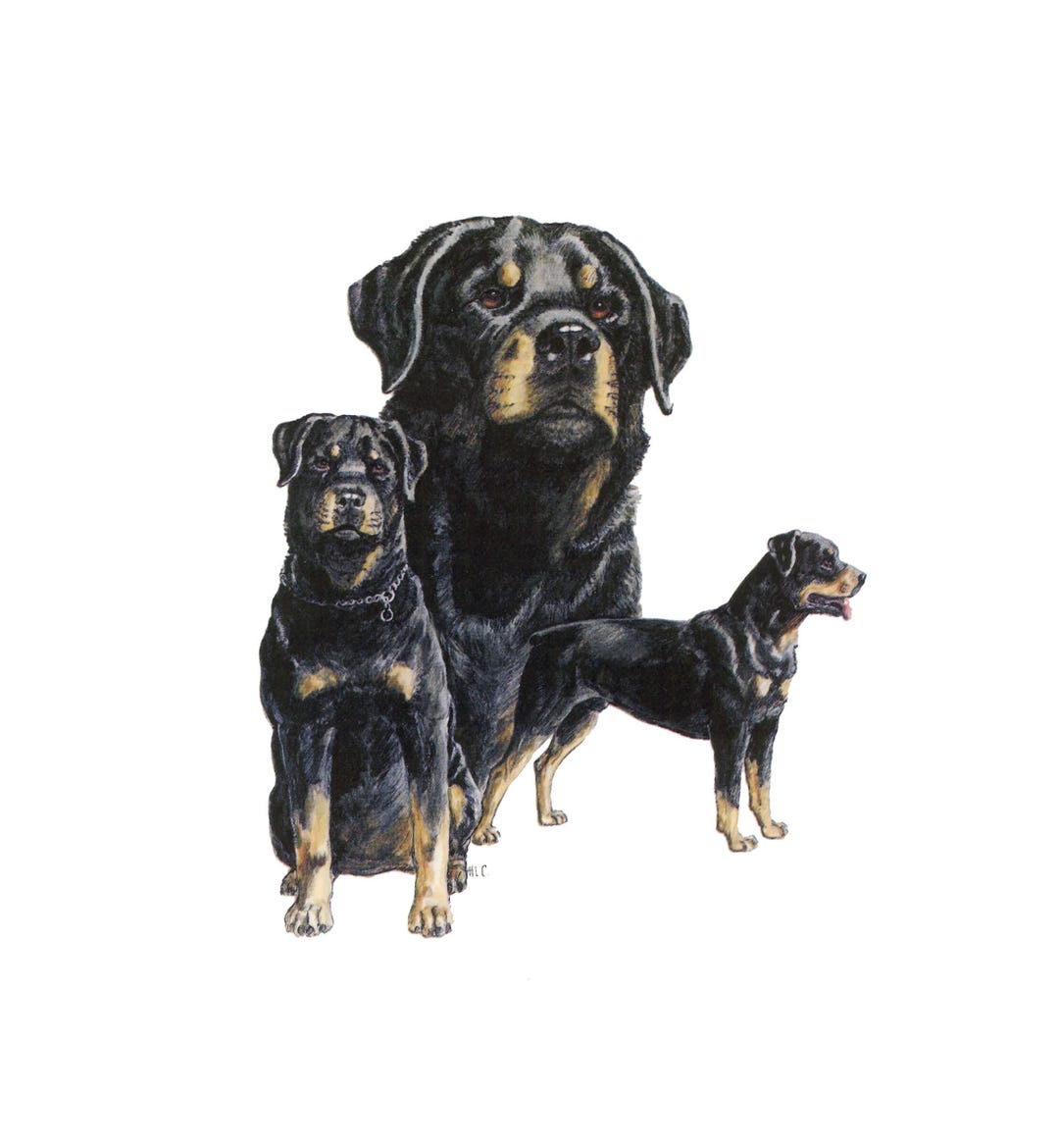Rottweiler Fabric Panel: Kona Cotton for Quilting or Pillow - Etsy