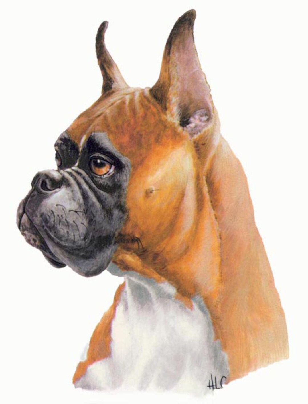 Boxer Dog Quilt Fabric Panel - Kona Cotton Animal Print - Etsy