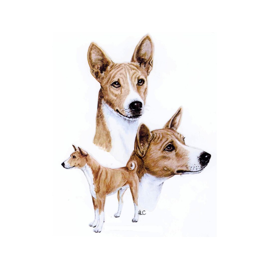 Basenji Print on Kona Cotton, Cotton Blend or Duck Cotton Canvas Fabric ...
