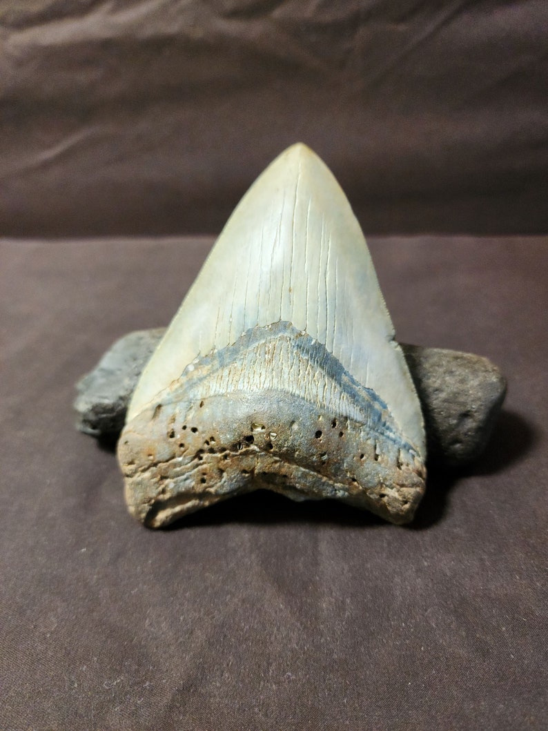 Huge 4.75 Megalodon Tooth Displayed on Dugong Fossil Bone - Etsy