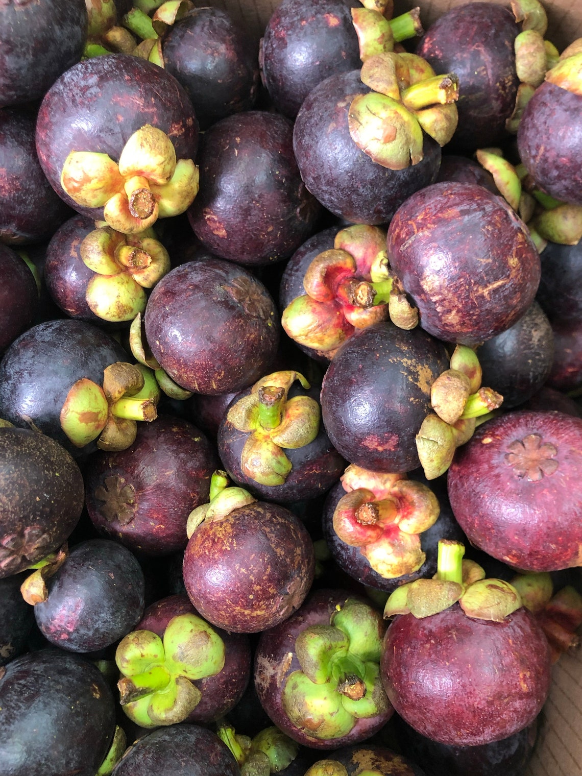 Mangosteen | Box (2kg) - Etsy Canada