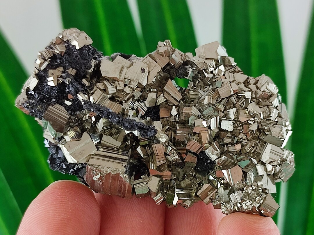 Amazing Golden Pyrite From Borieva Mine,madan Ore Field,rhodope Mts ...