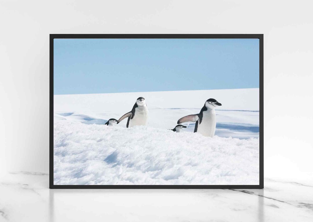 Penguin Print Digital Download Chinstrap Penguin Wall Art Wildlife ...