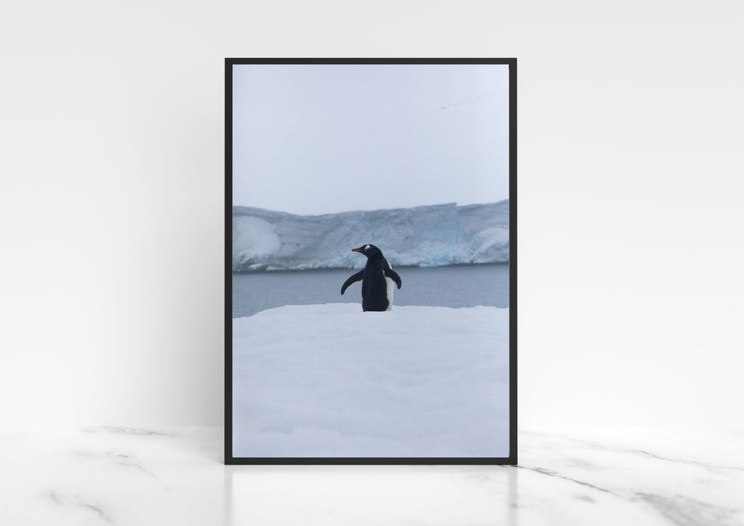 Penguin Print Digital Download Chinstrap Penguin Wall Art Wildlife ...