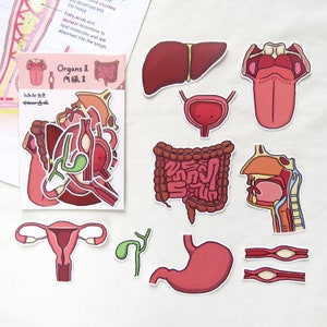 Organ Sticker Set II 10pcs, Internal Organs, Laptop Decal, Science ...