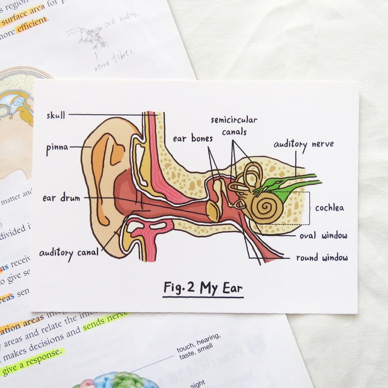Ear Postcard Science Postcard Biology Postcard Anatomy - Etsy