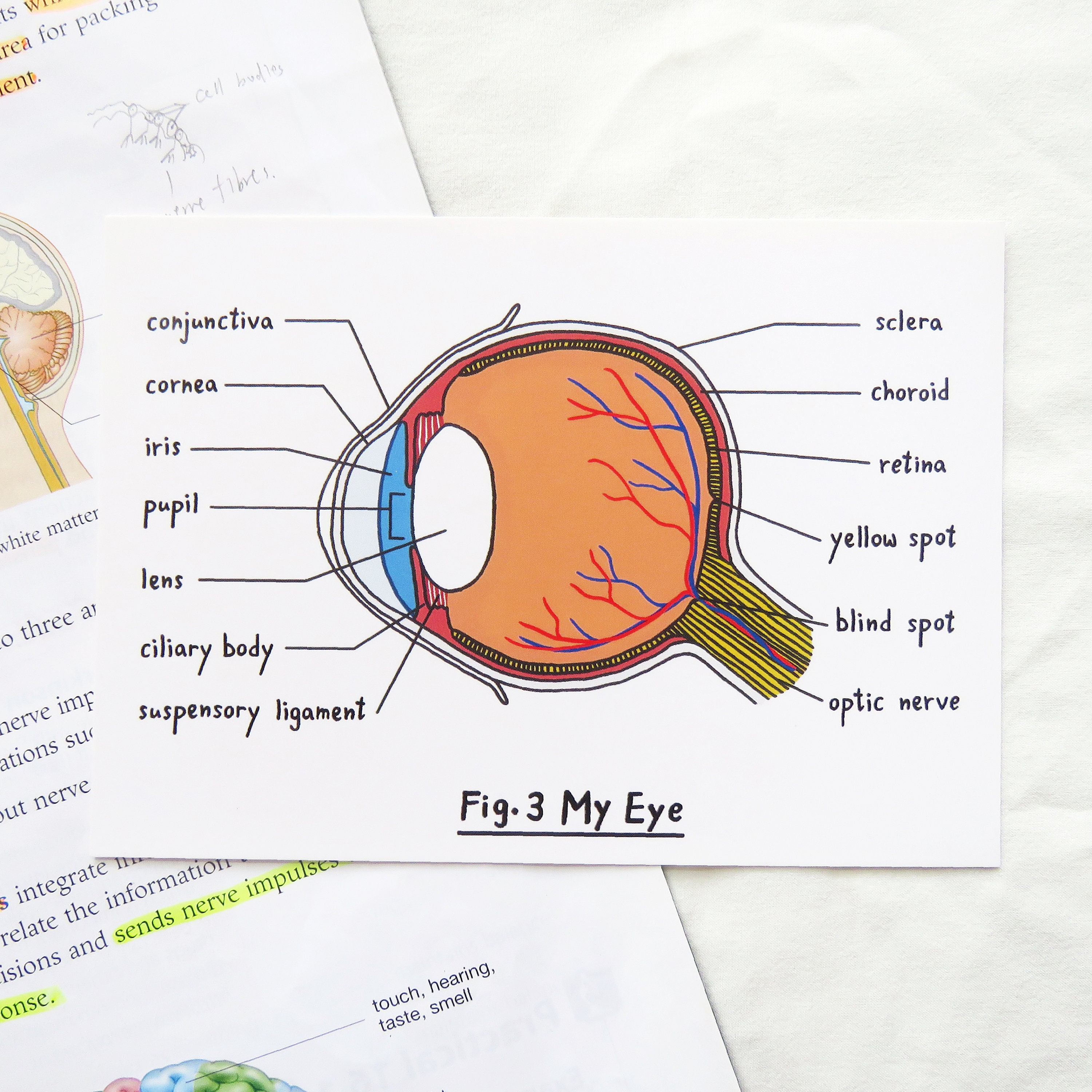 Eye Postcard Science Postcard Biology Postcard Anatomy - Etsy Ireland