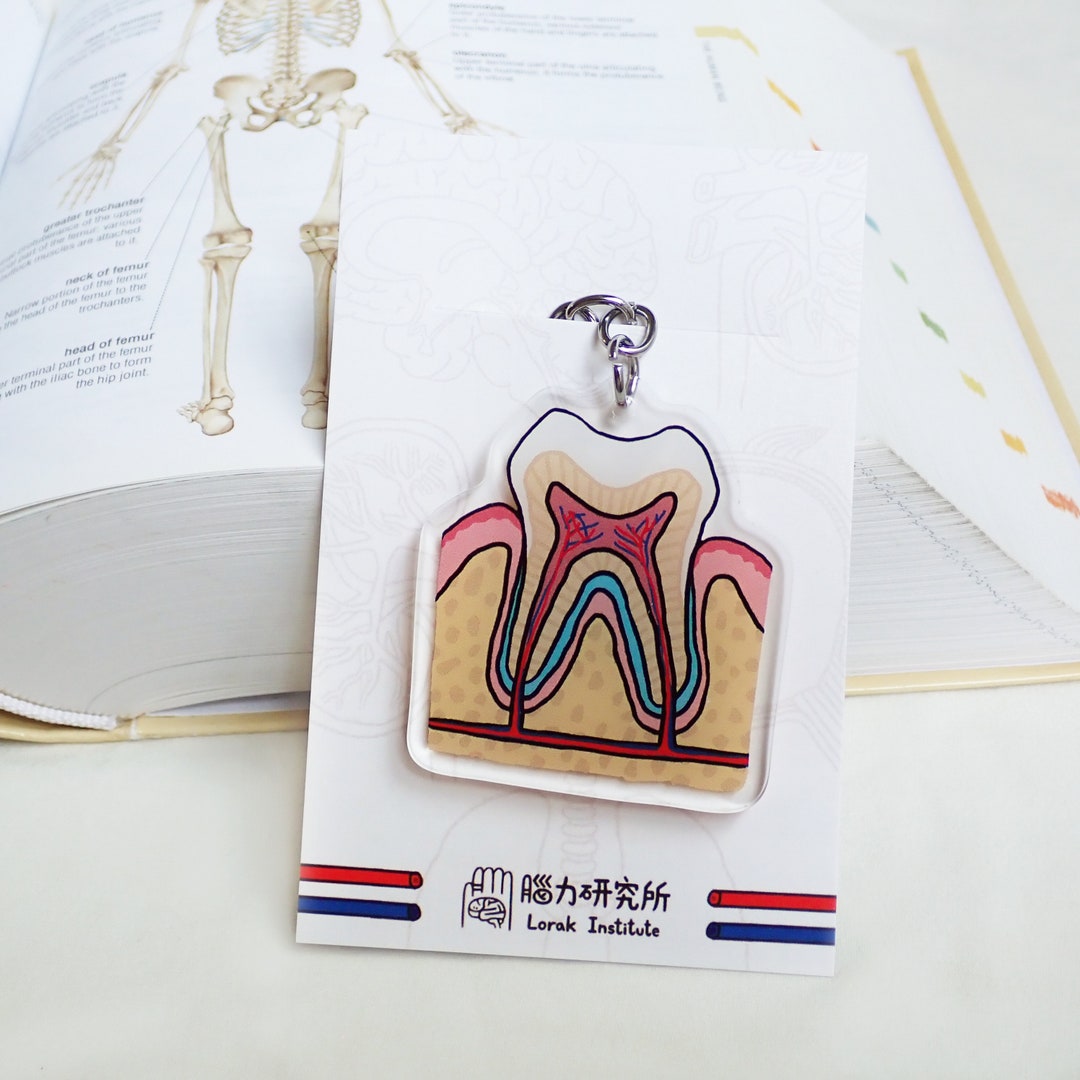 Teeth Keychain, Anatomy Keychain, Keychain for Doctor, Keychain for ...