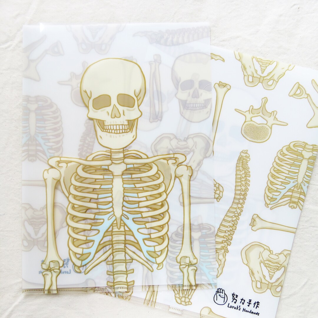 Bone A4 Folder Skeleton Folder Orthopedic Surgeon Gift - Etsy