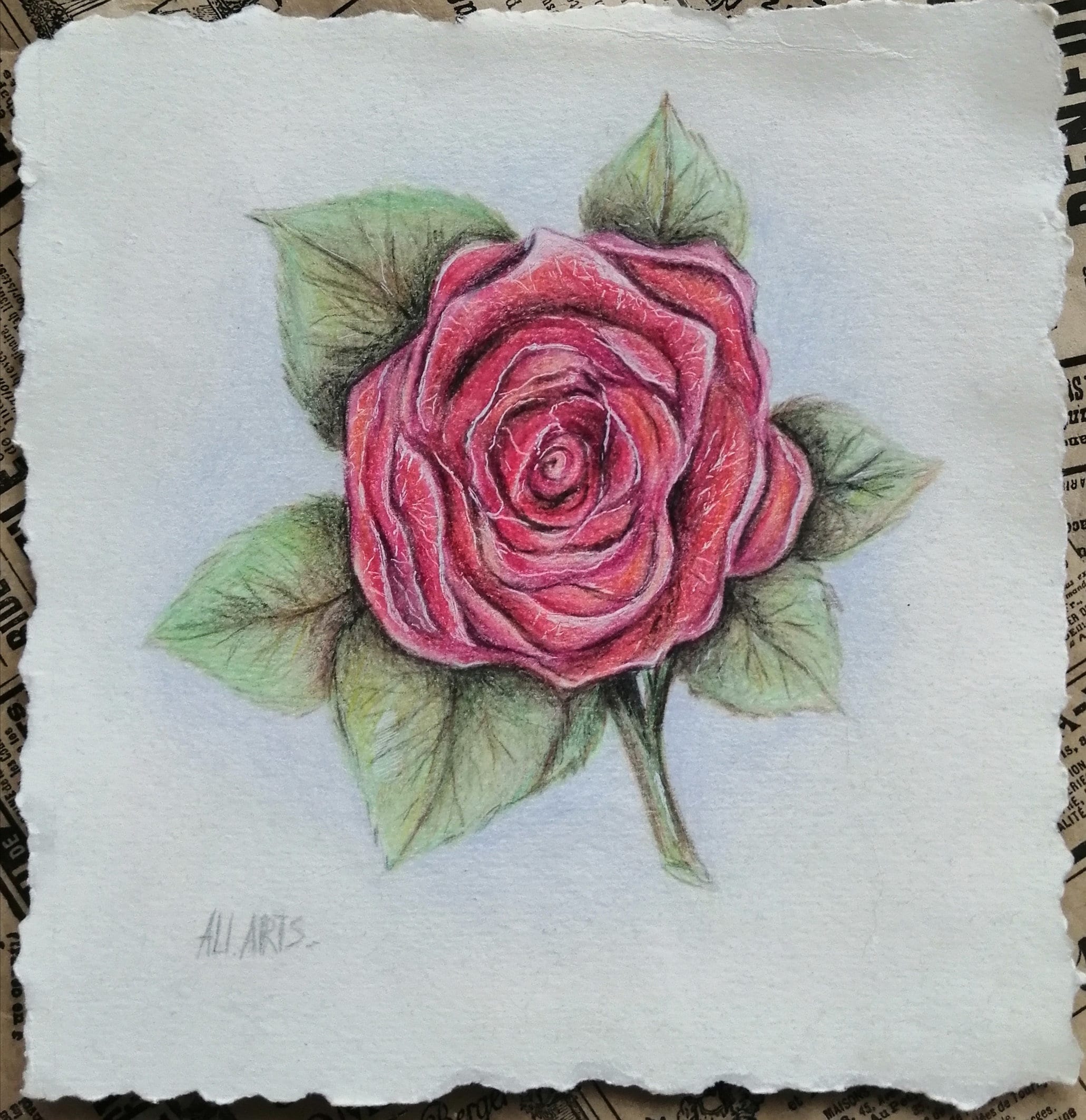 Realistic Rose Original Drawing Color Pencil Flower Drawing - Etsy