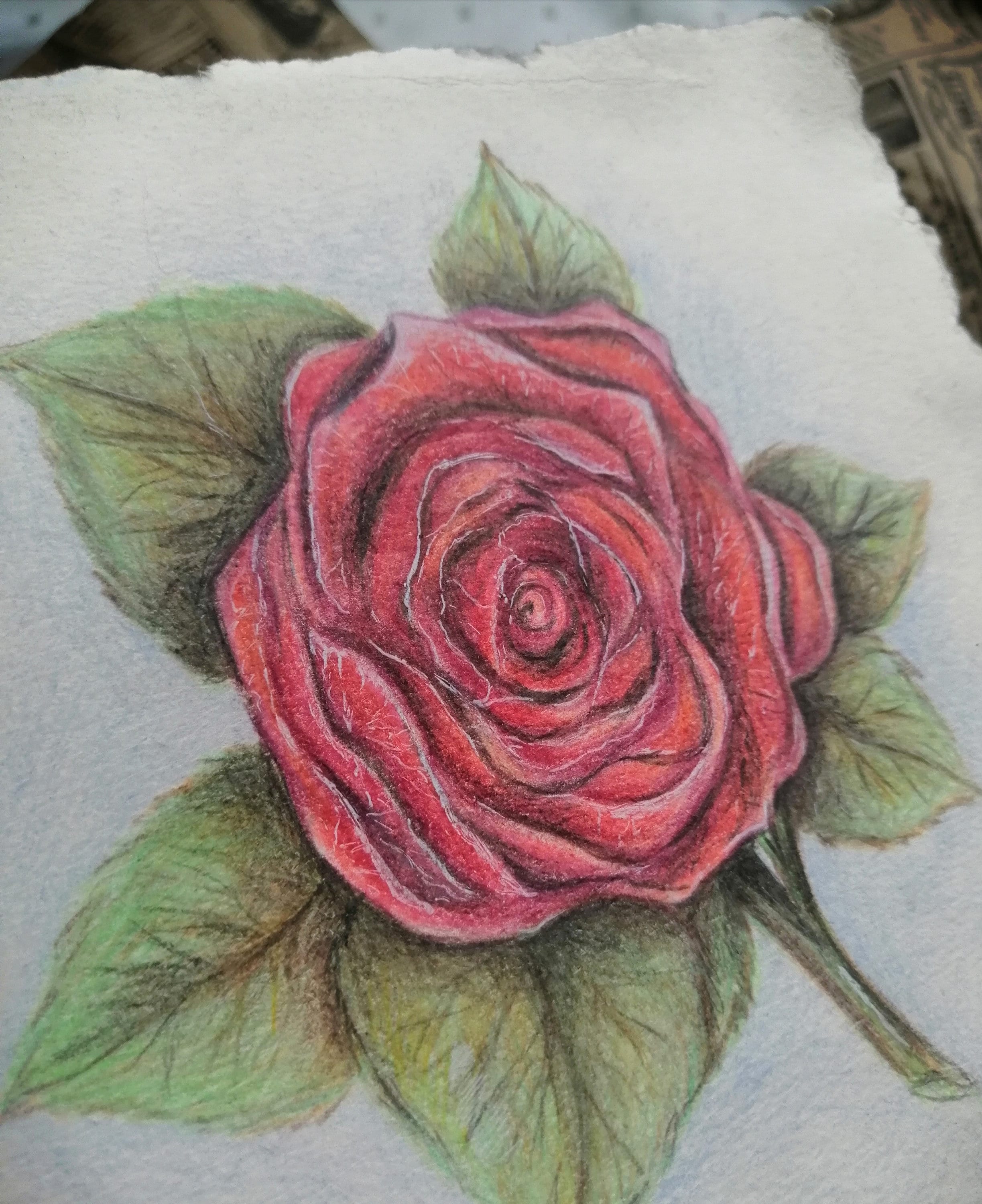 Realistic Rose Original Drawing Color Pencil Flower Drawing - Etsy