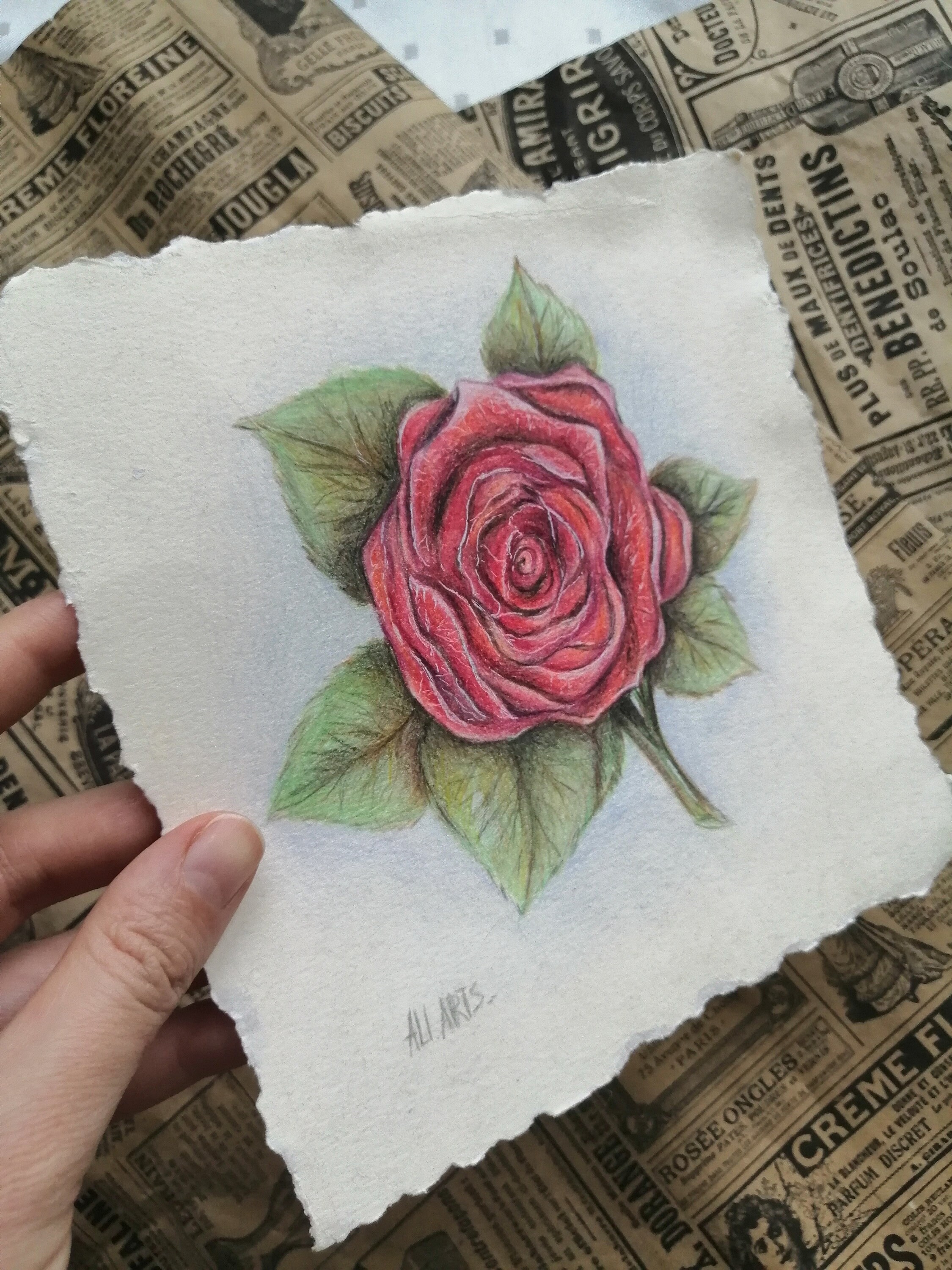 Realistic Rose Original Drawing Color Pencil Flower Drawing - Etsy