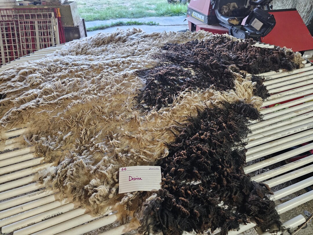 21.6 Micron RAW Shetland Fleece - Shave 'em to Save 'em - Black & White ...