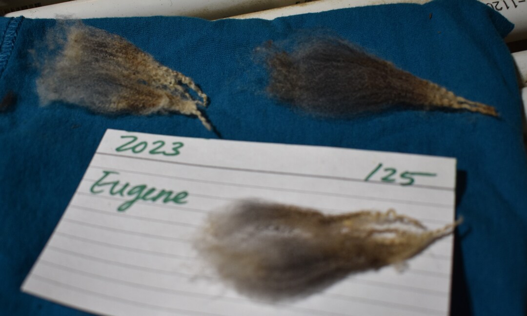 RAW Shetland Fleece - Shave 'em to Save 'em - Gray - Eugene - Shetland ...