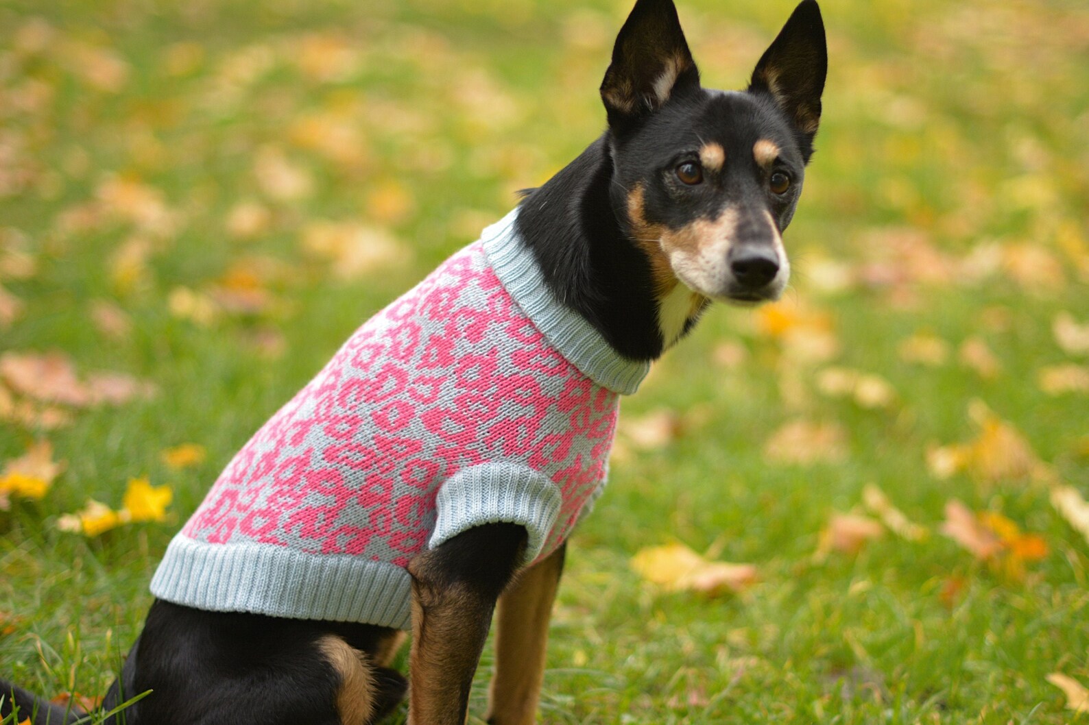 Suéter de perro con estampado de leopardo suéter de punto de | Etsy