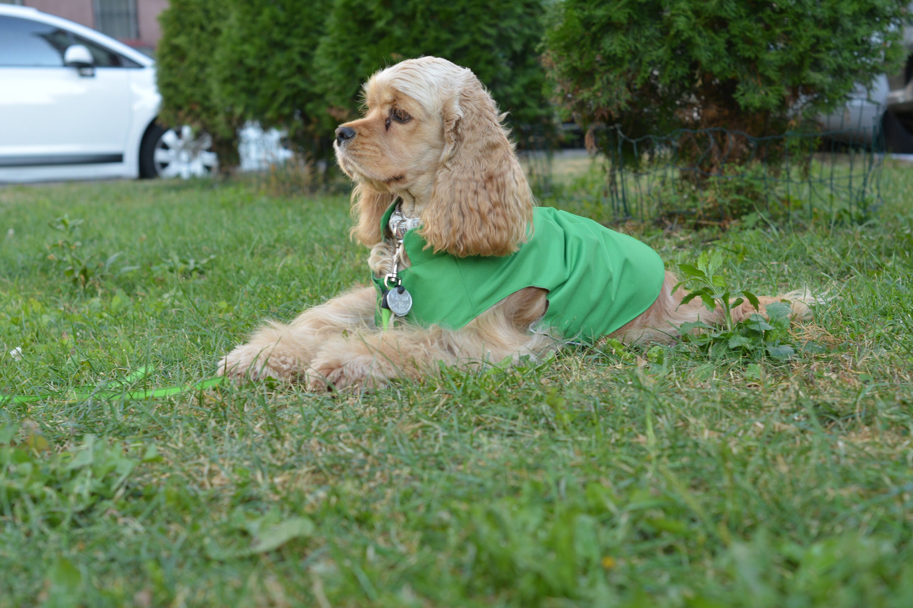 Dog Rain Jacket, Light Reflecting Coat for Dogs, Waterproof Dog Coat - Etsy
