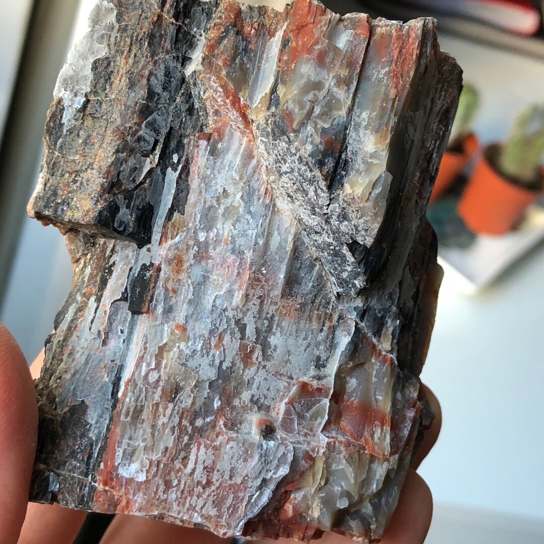 Rad Piece of Petrified Wood Powerful Earthy Crystal Alignment | for ...