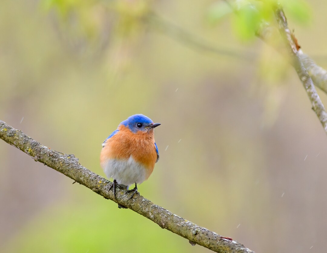 Eastern Bluebird - Etsy