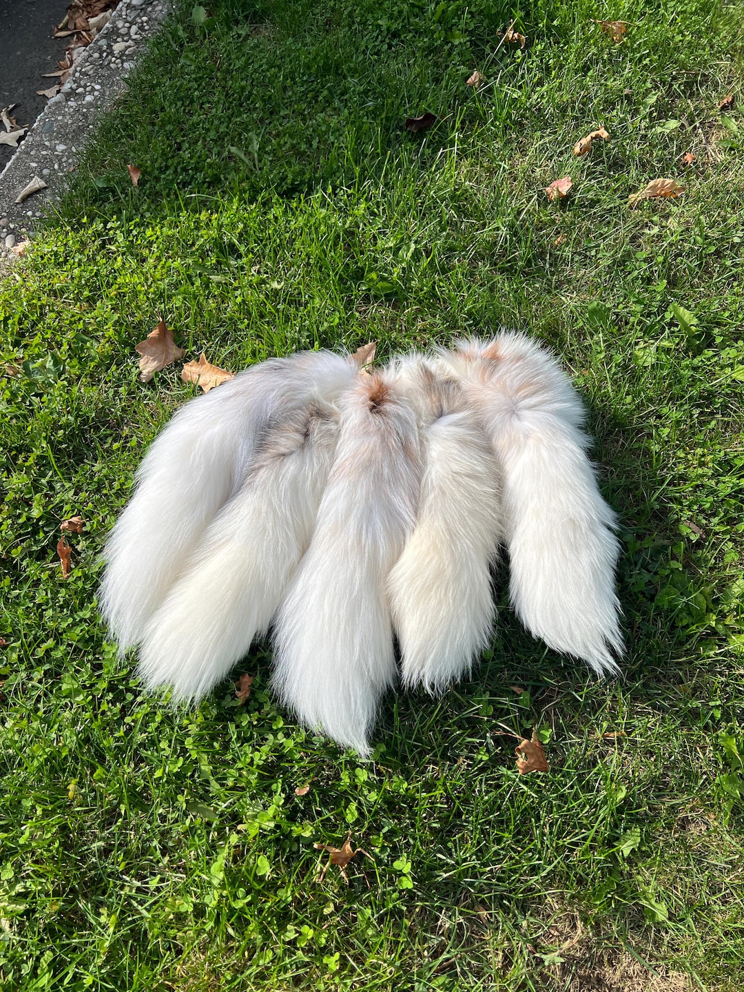 Ethically Sourced Rare Red Tone Marble Fox Tail - Etsy