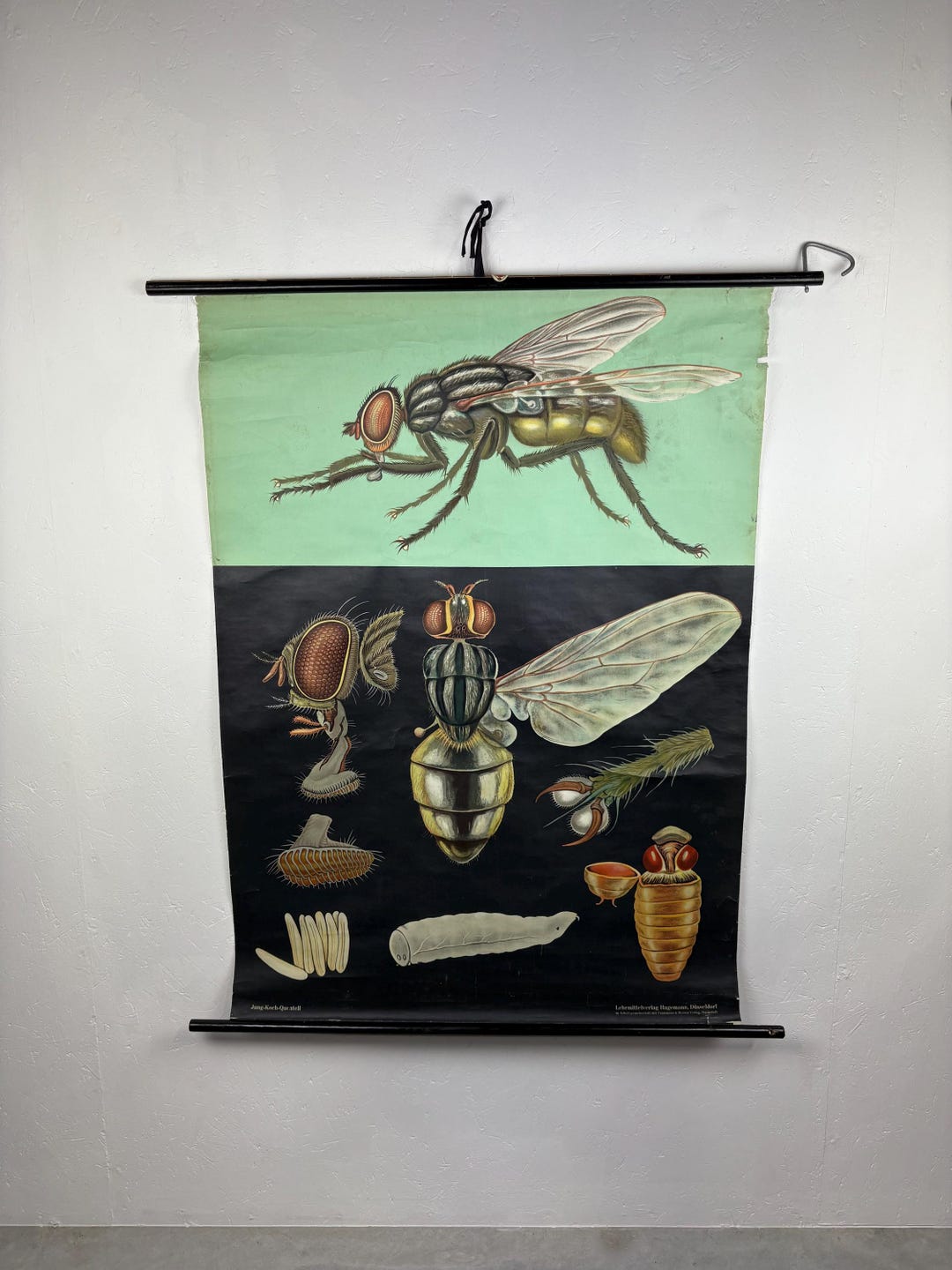 Vintage 1960s Pull Down School Chart Housefly by Jung Koch Quentell ...